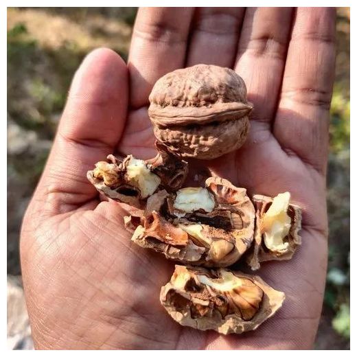 Ambrosia: California Walnut Inshell Jumbo Size - 1 Kg